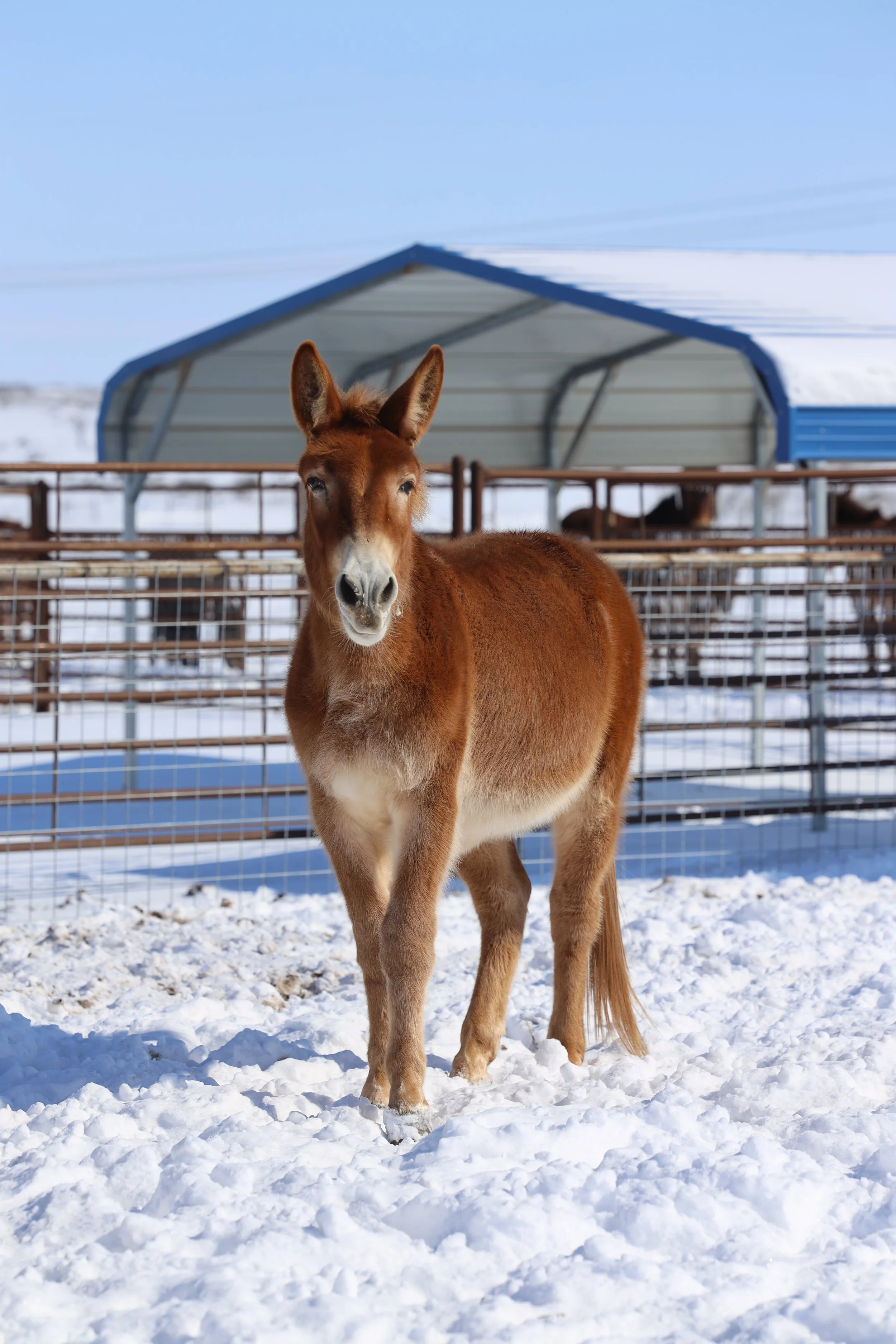 Adopt — Lost Meadows Mule Refuge