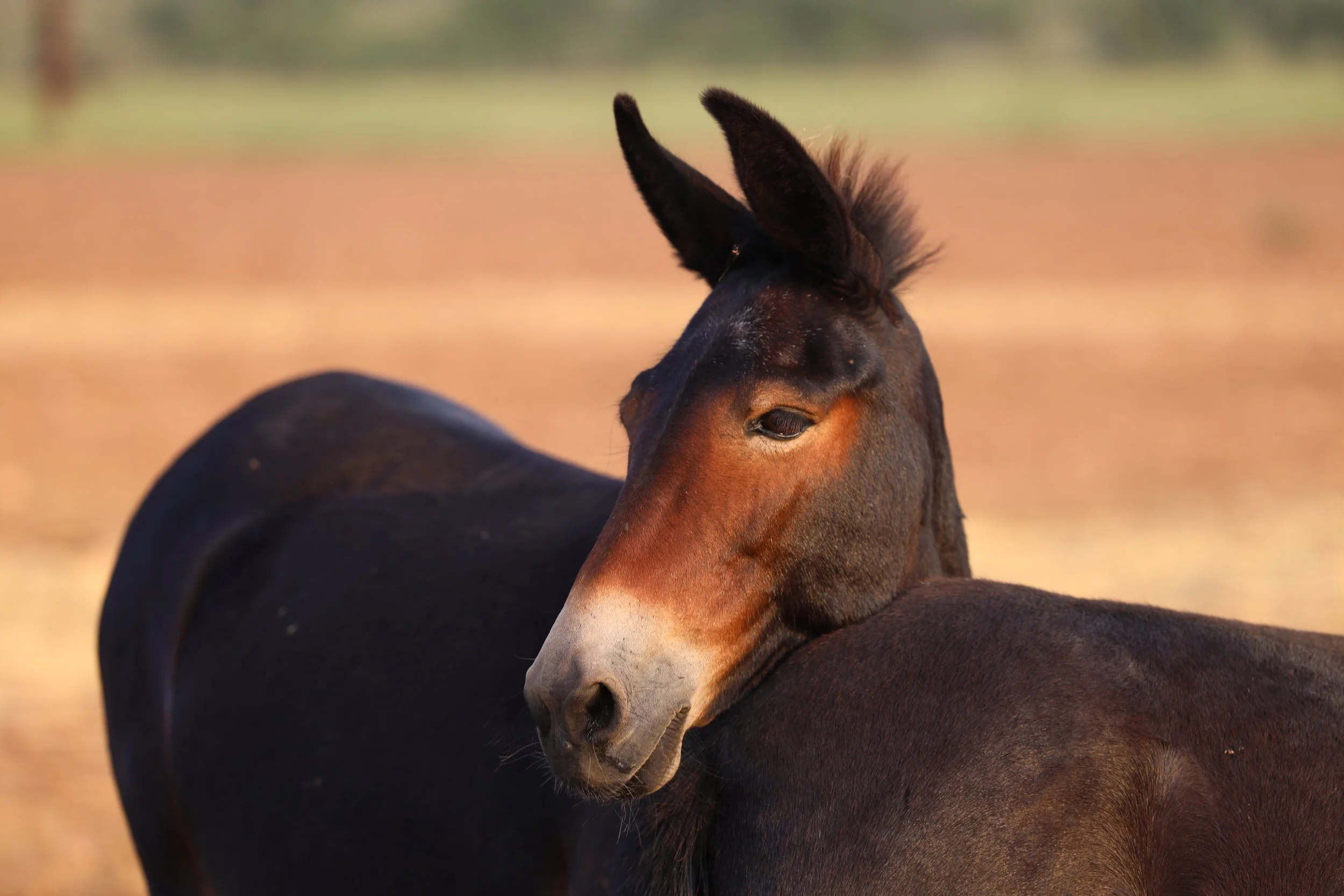 Adopt — Lost Meadows Mule Refuge