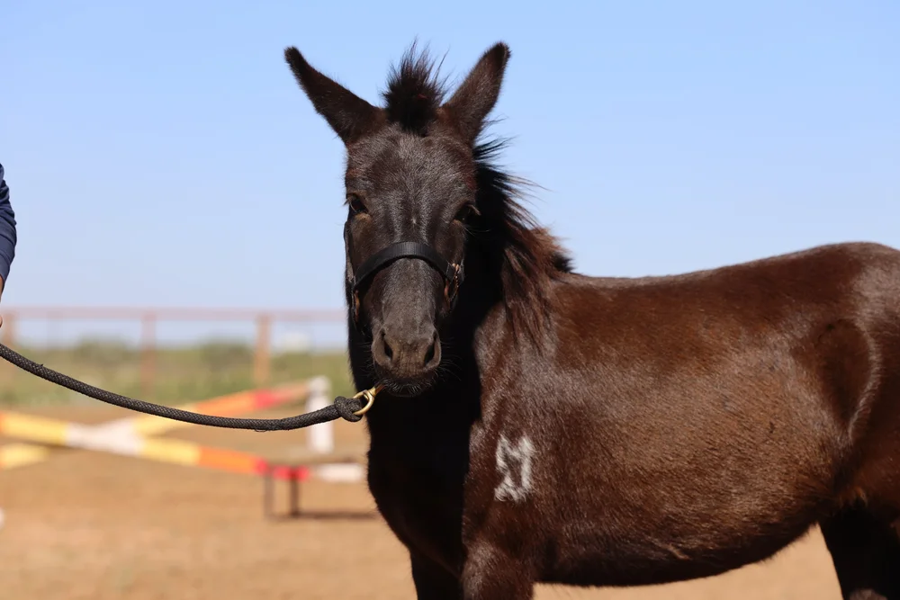 Adopt — Lost Meadows Mule Refuge