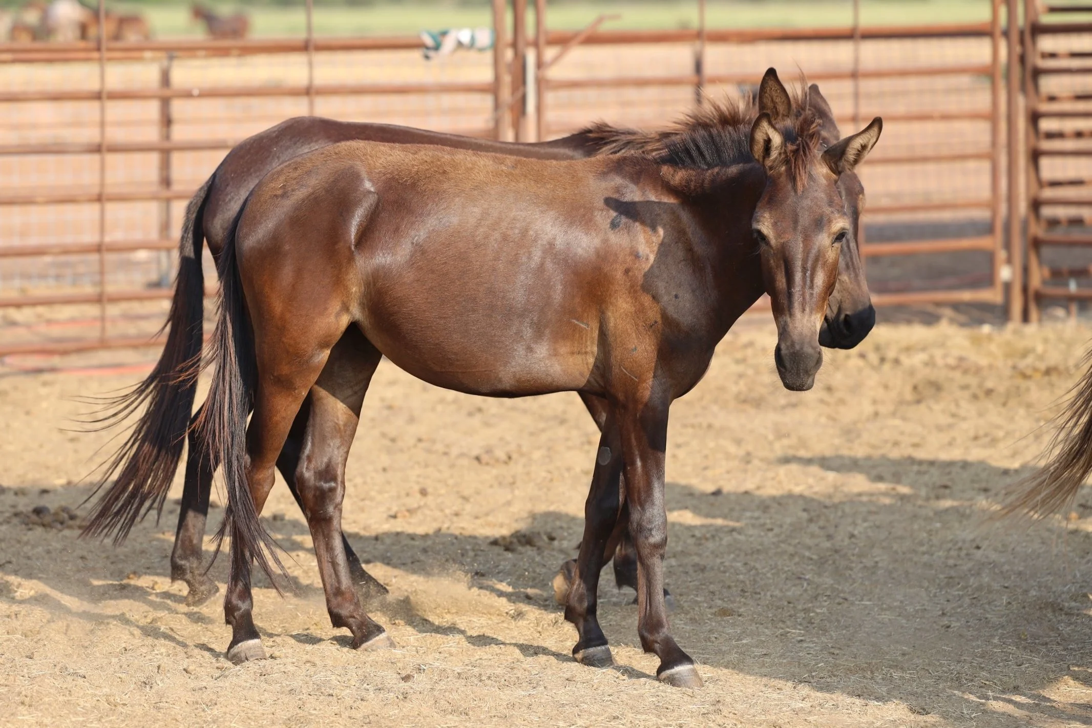 Adopt — Lost Meadows Mule Refuge