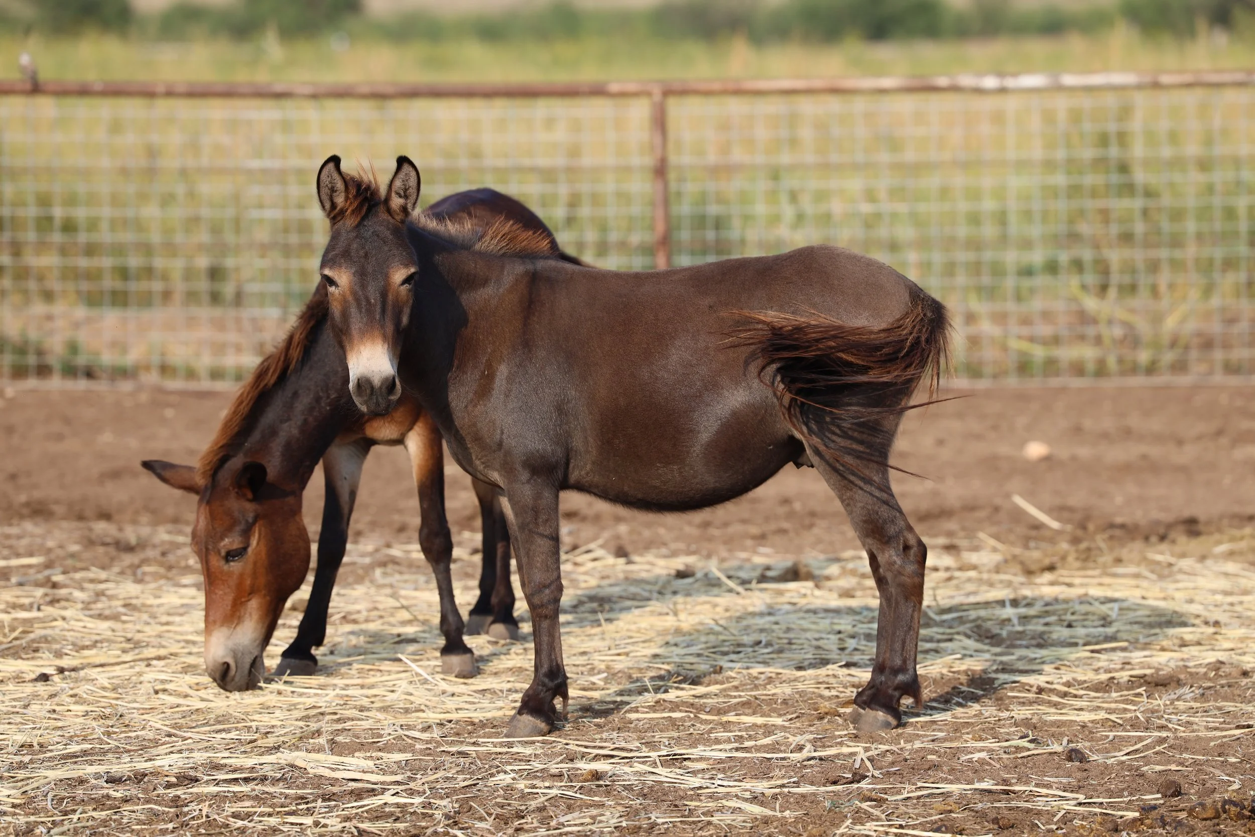 Adopt — Lost Meadows Mule Refuge