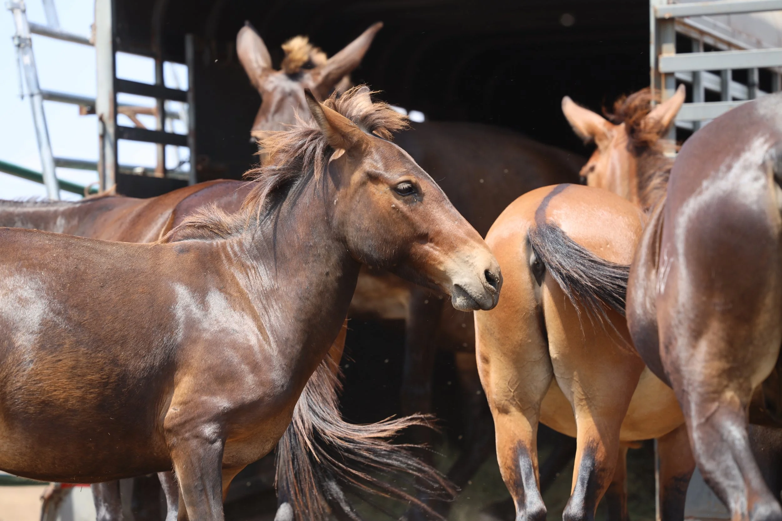 About 1 — Lost Meadows Mule Refuge
