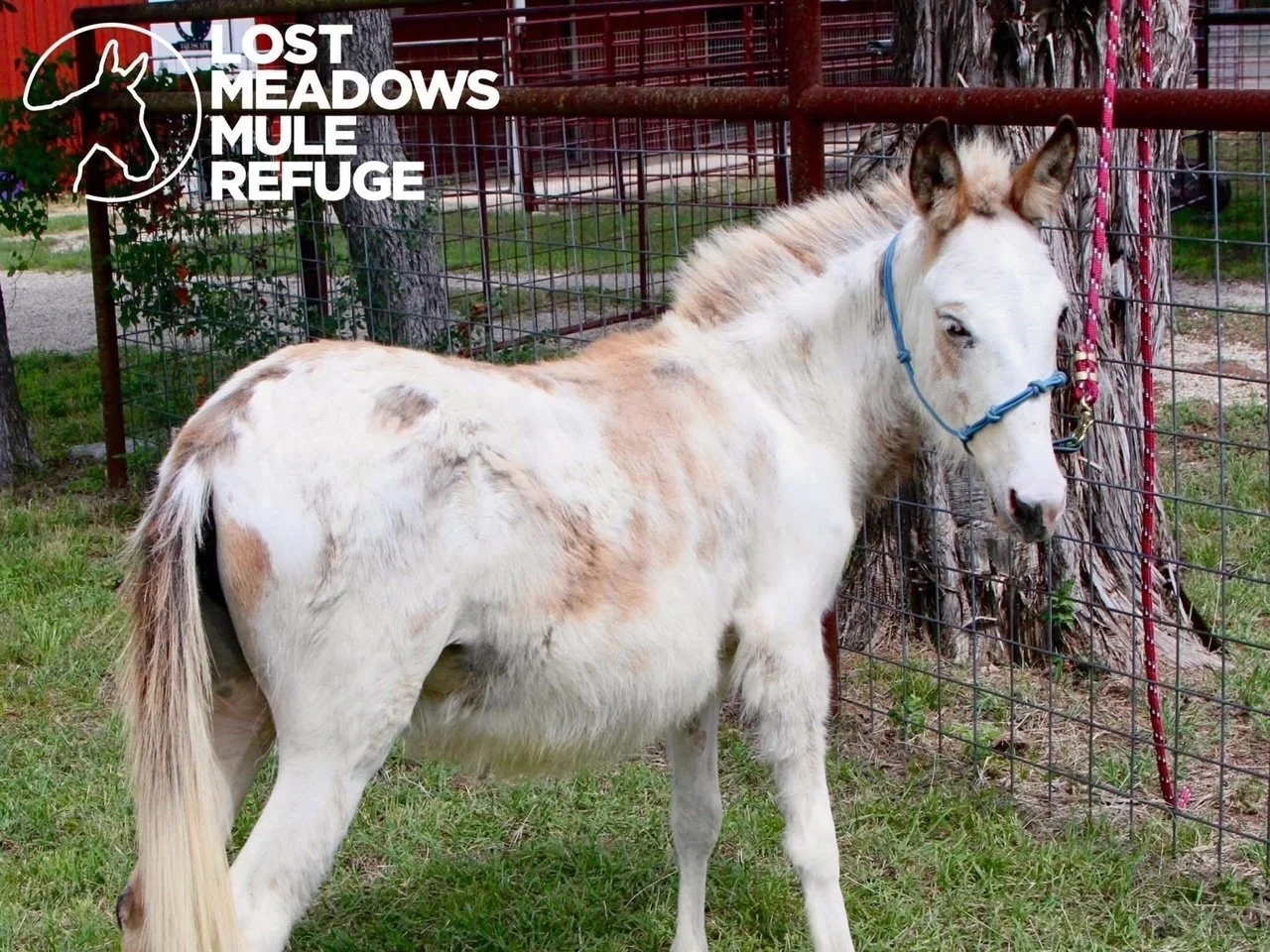 Adopt — Lost Meadows Mule Refuge