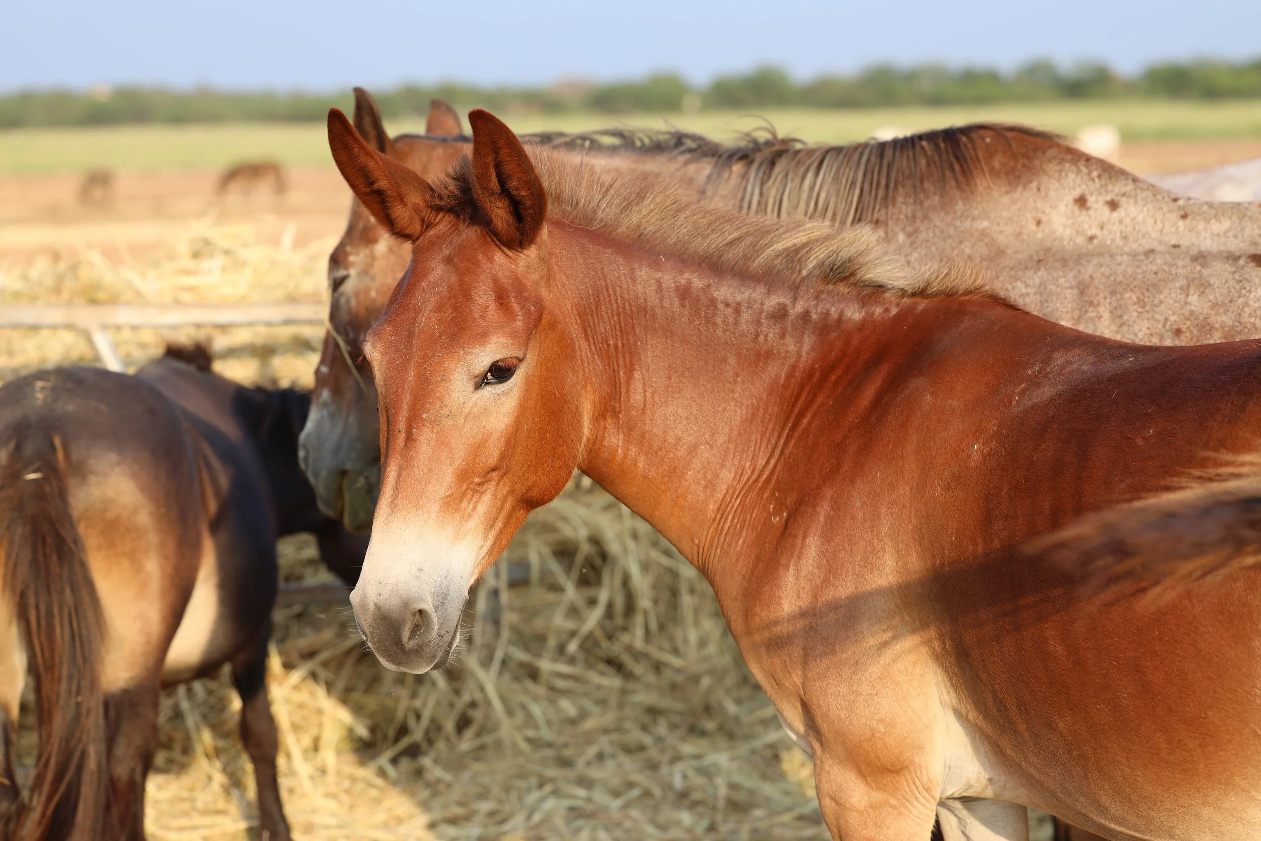 Adopt — Lost Meadows Mule Refuge