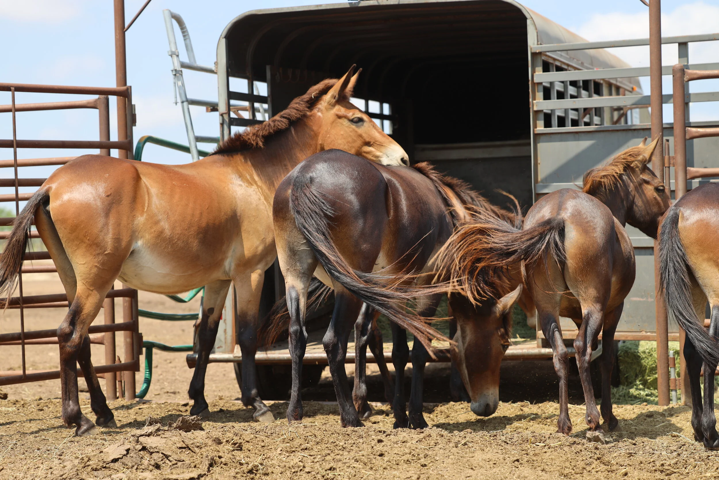 Contact — Lost Meadows Mule Refuge