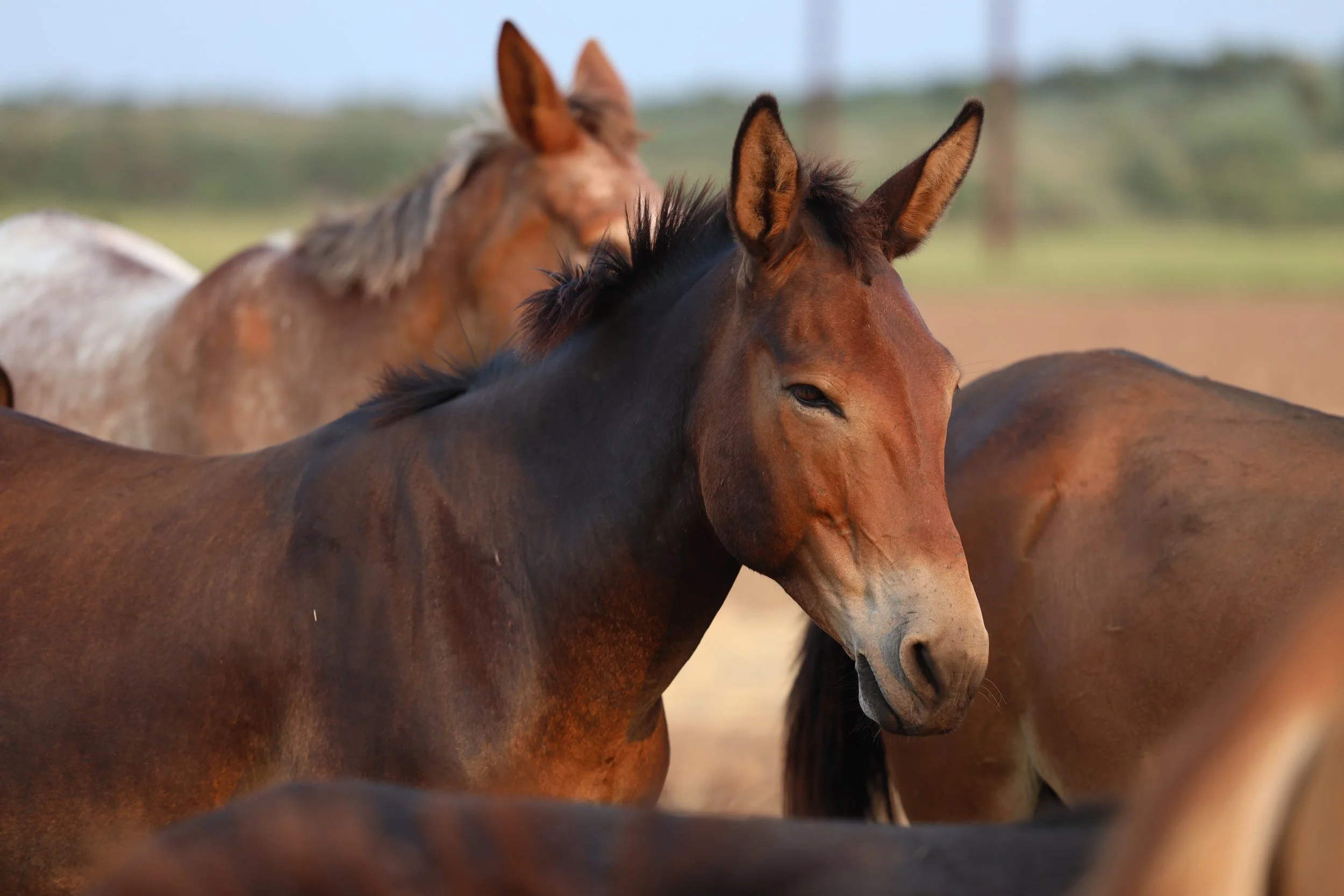 General 2 — Lost Meadows Mule Refuge