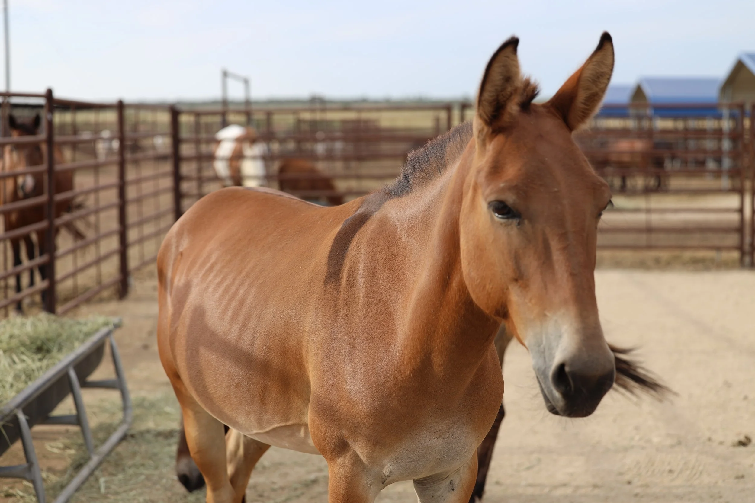 Adopt — Lost Meadows Mule Refuge