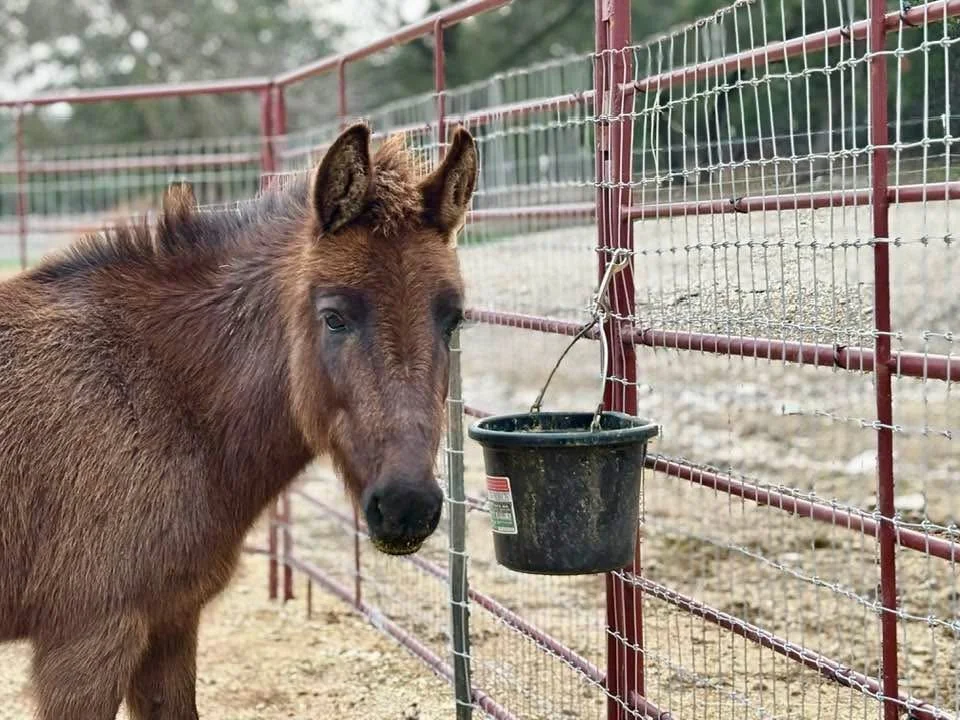 Adopt — Lost Meadows Mule Refuge