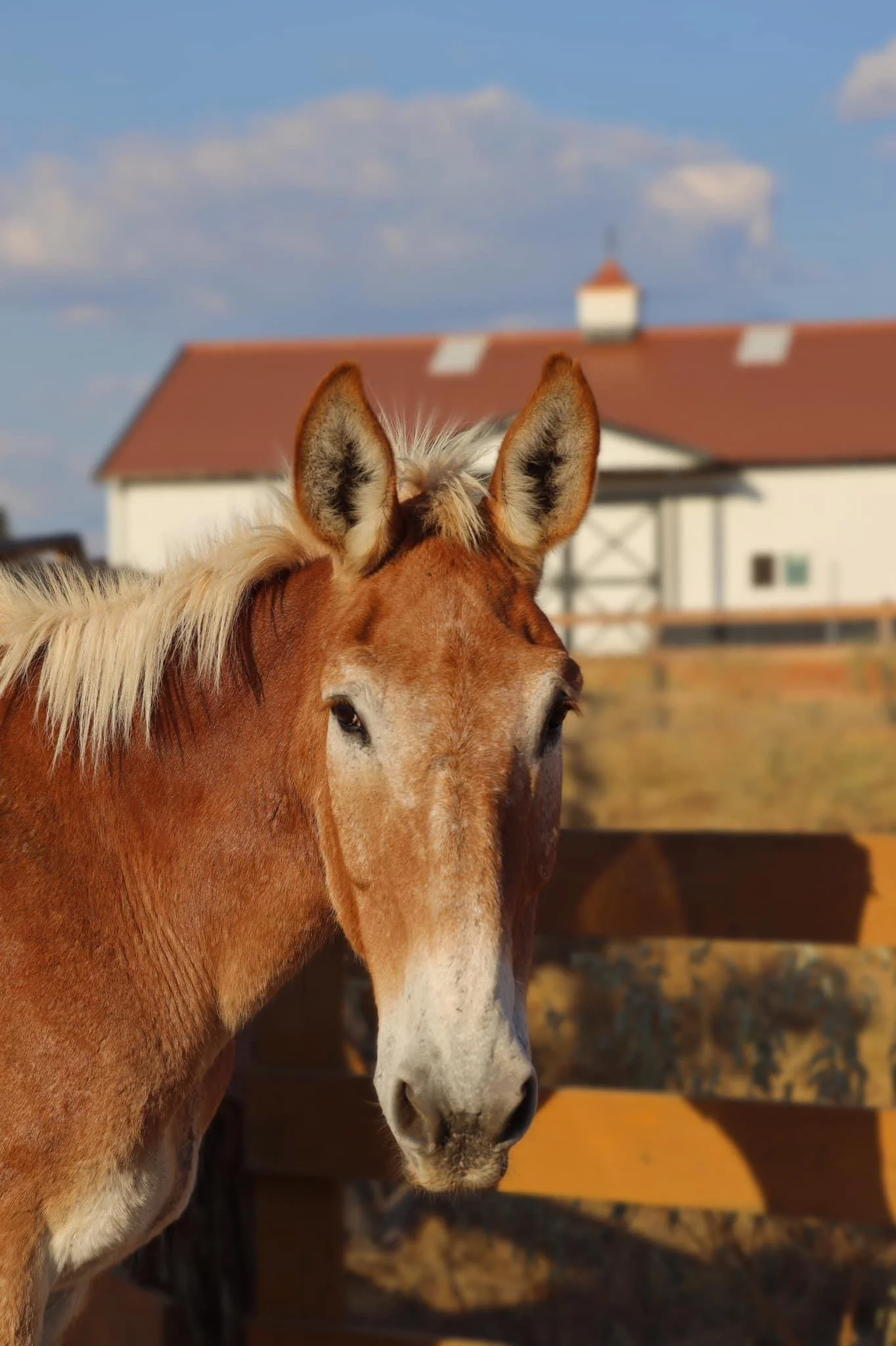 Lost Meadows Mule Refuge