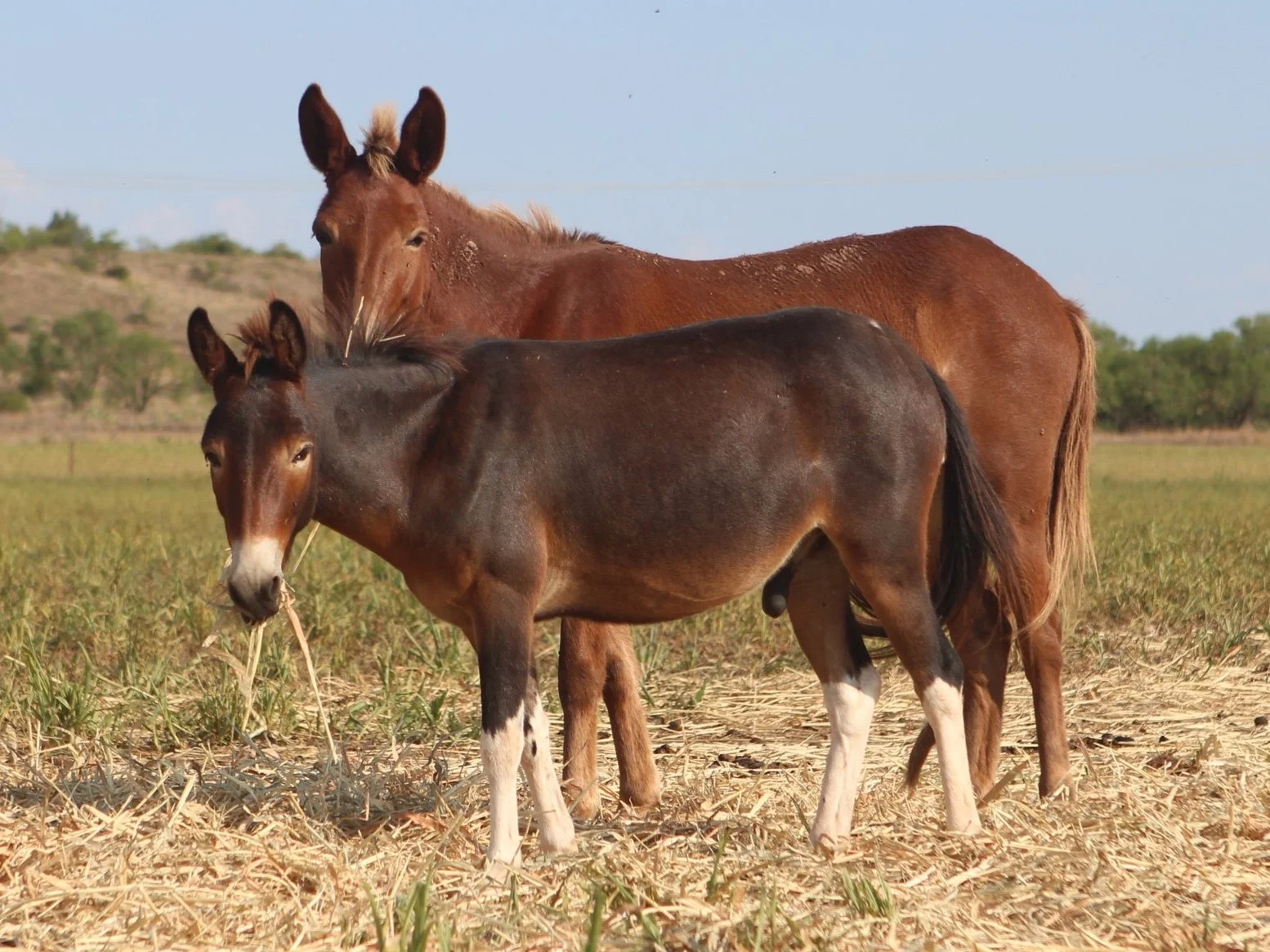 Adopt — Lost Meadows Mule Refuge
