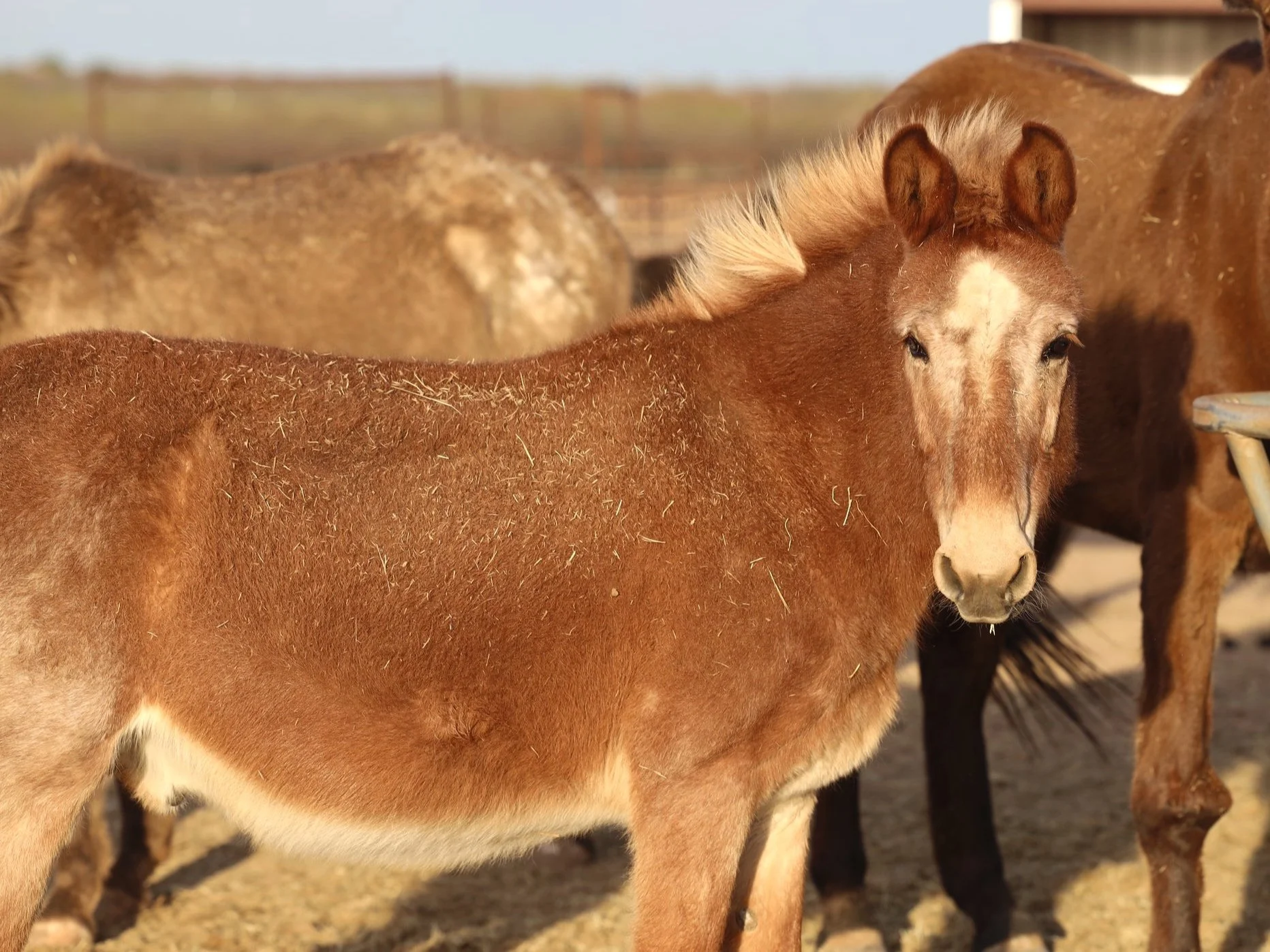 Adopt — Lost Meadows Mule Refuge