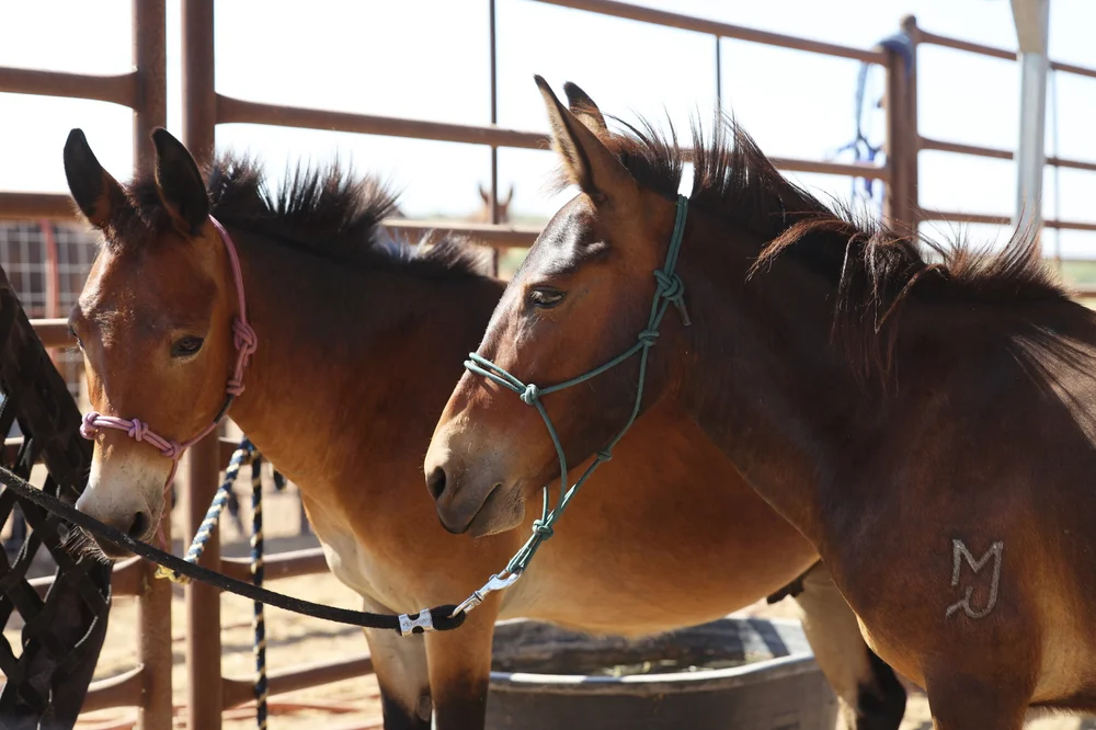 Adopt — Lost Meadows Mule Refuge