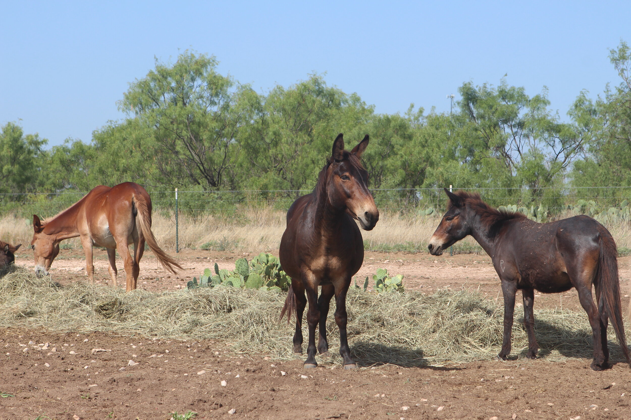 FAQ — Lost Meadows Mule Refuge