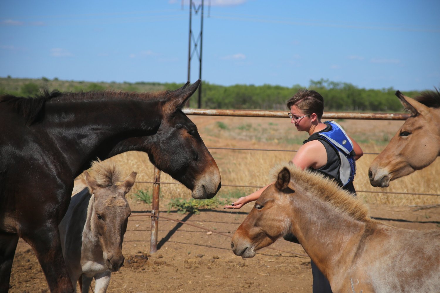 Adopt — Lost Meadows Mule Refuge