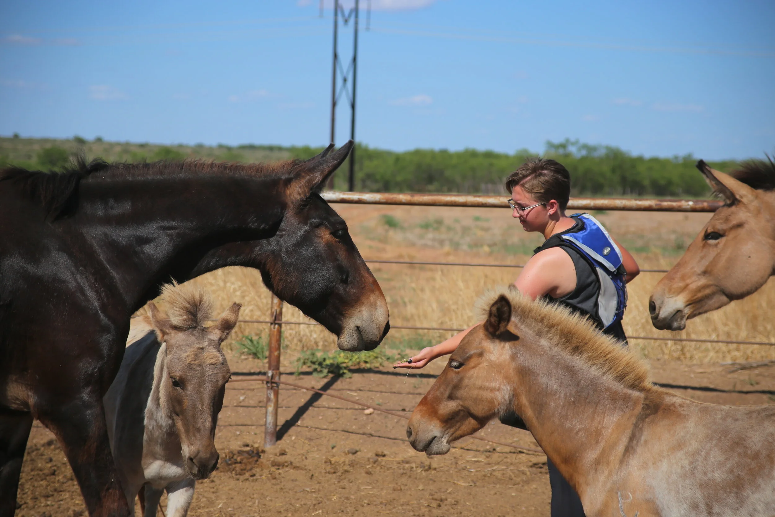 Adopt — Lost Meadows Mule Refuge