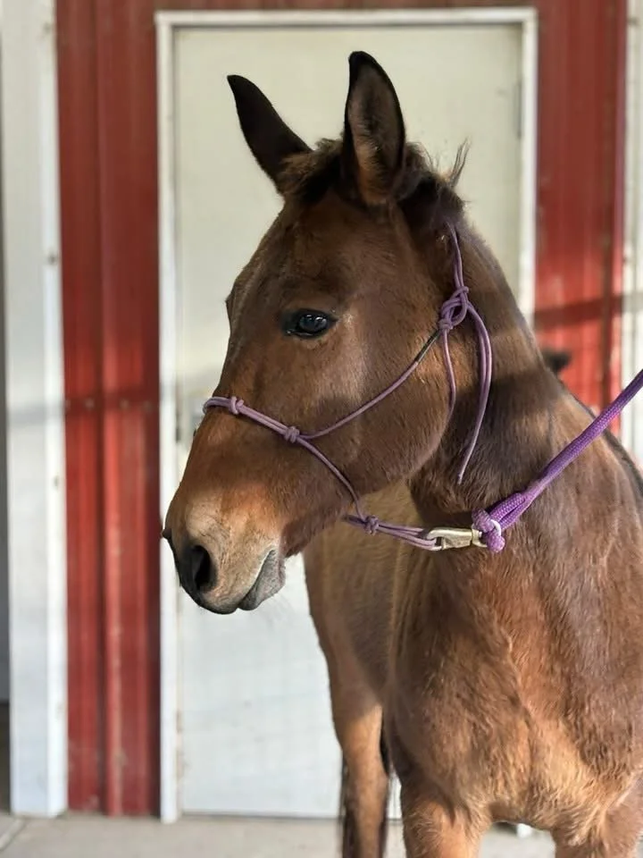 Adopt — Lost Meadows Mule Refuge