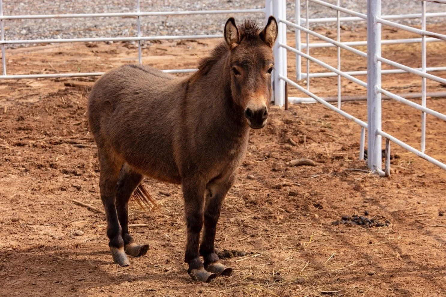 Lost Meadows Mule Refuge