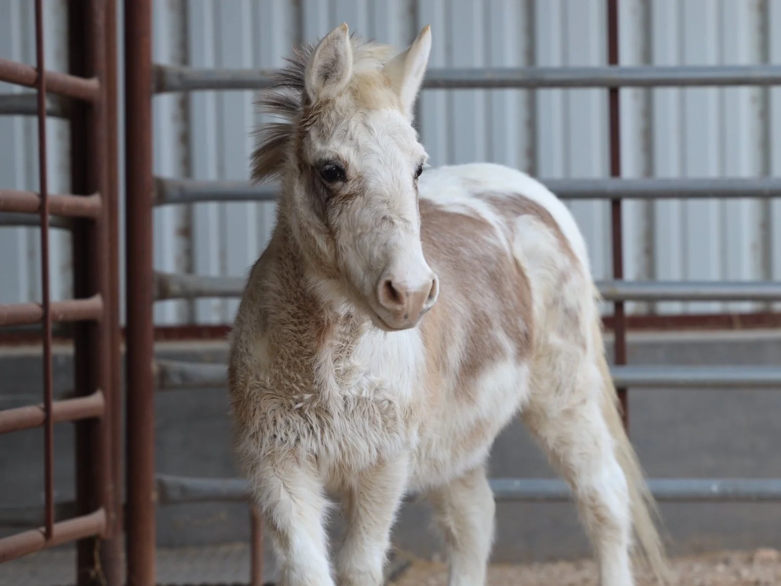 Adopt — Lost Meadows Mule Refuge