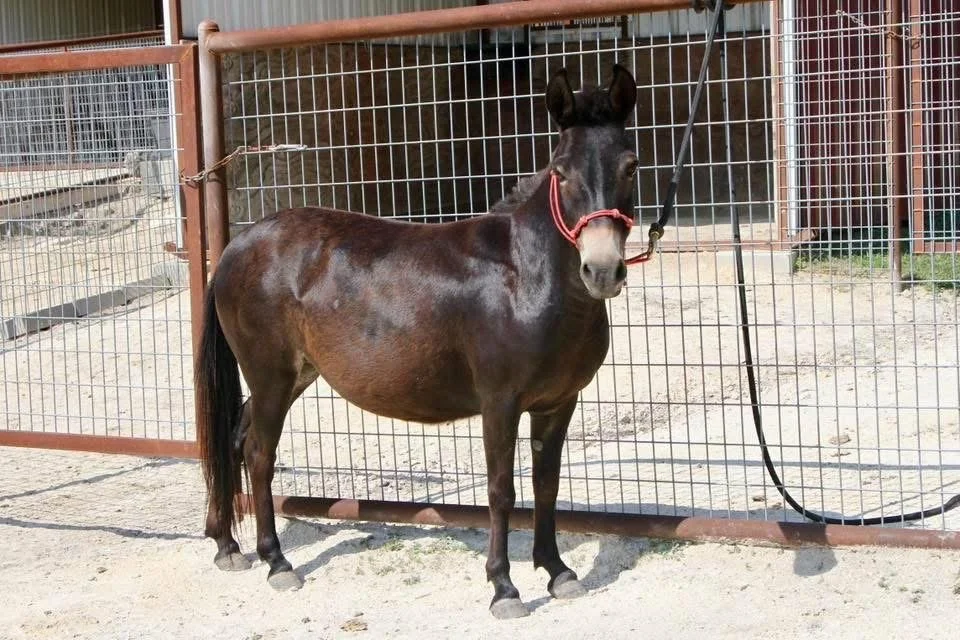 Adopt — Lost Meadows Mule Refuge