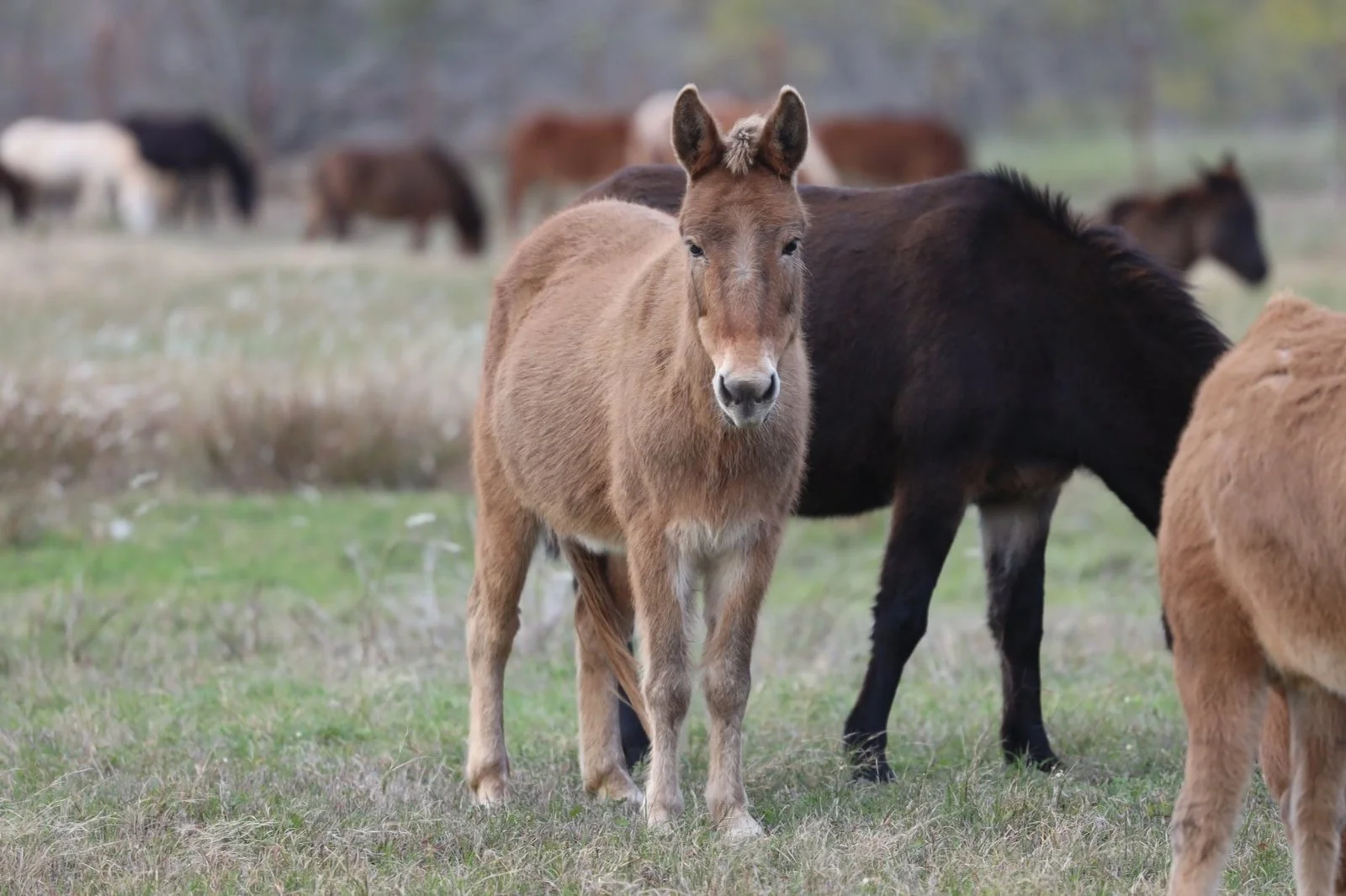 Adopt — Lost Meadows Mule Refuge