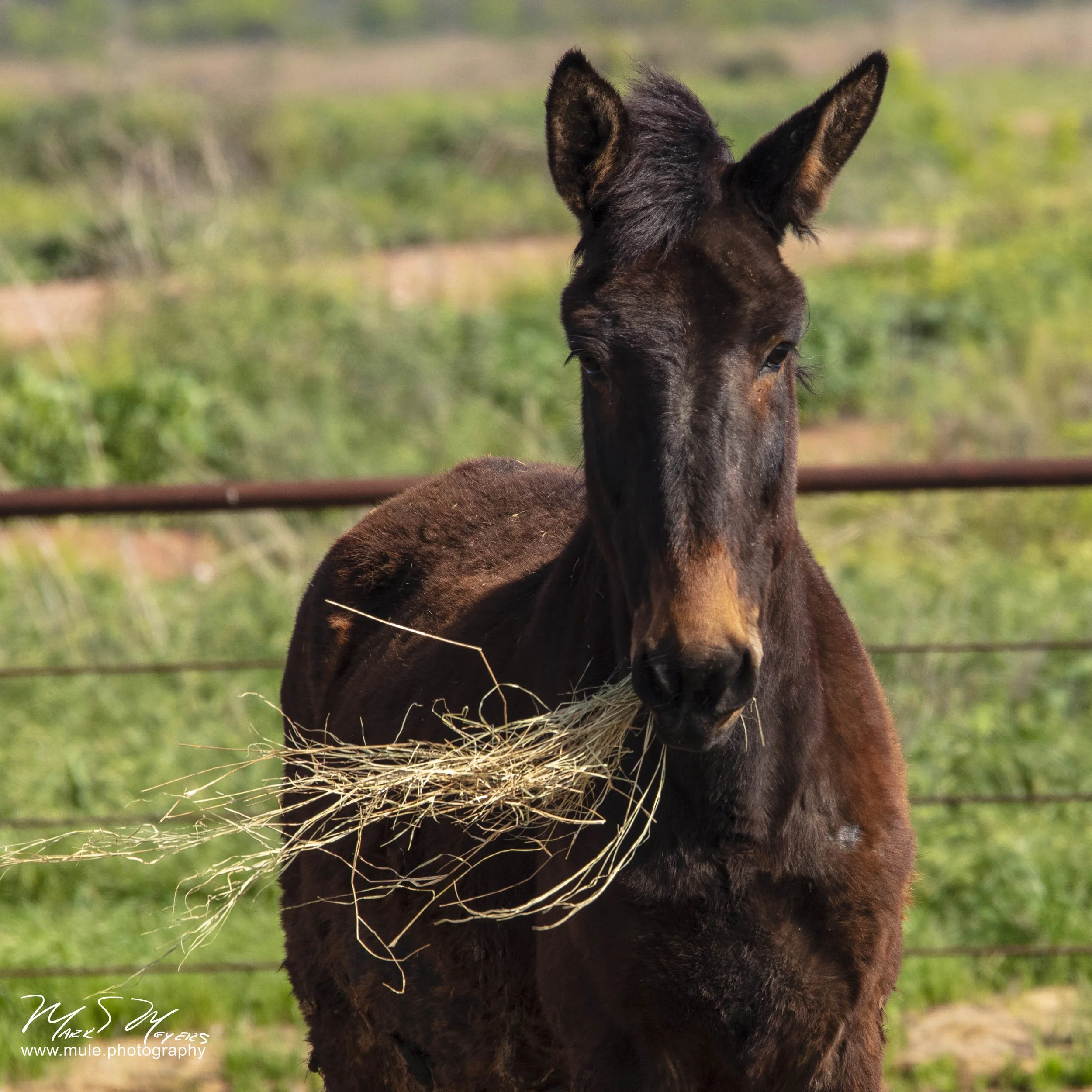 Lost Meadows Mule Refuge
