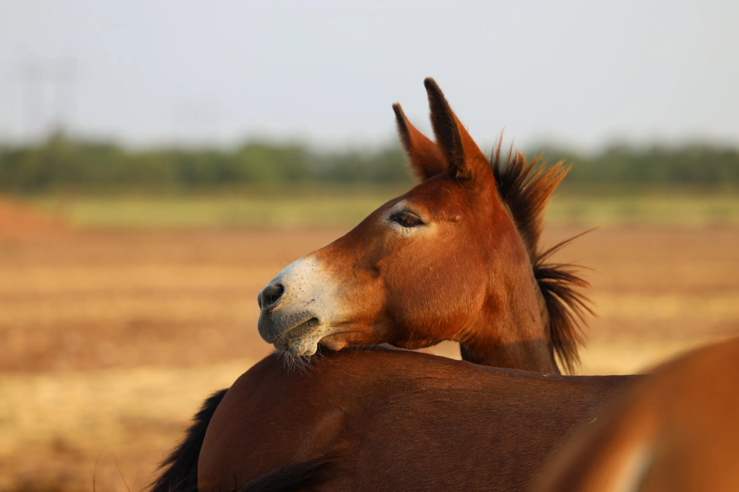 General 2 — Lost Meadows Mule Refuge