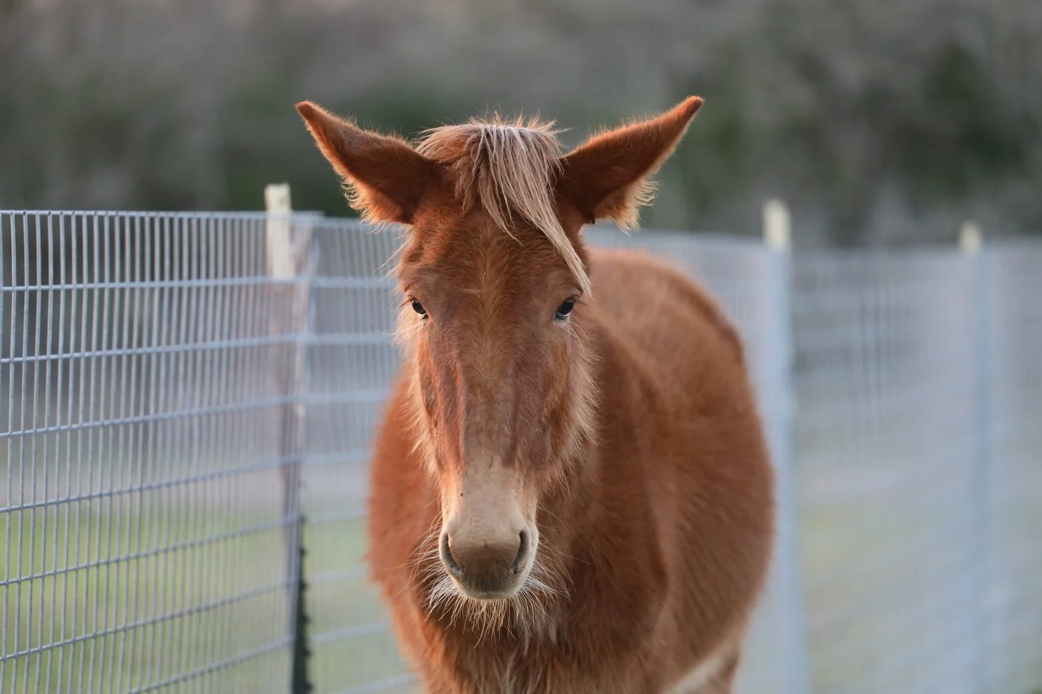 Adopt — Lost Meadows Mule Refuge