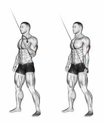 Reverse Grip One Arm Cable Triceps Pushdowns — BETTER BODY ACADEMY
