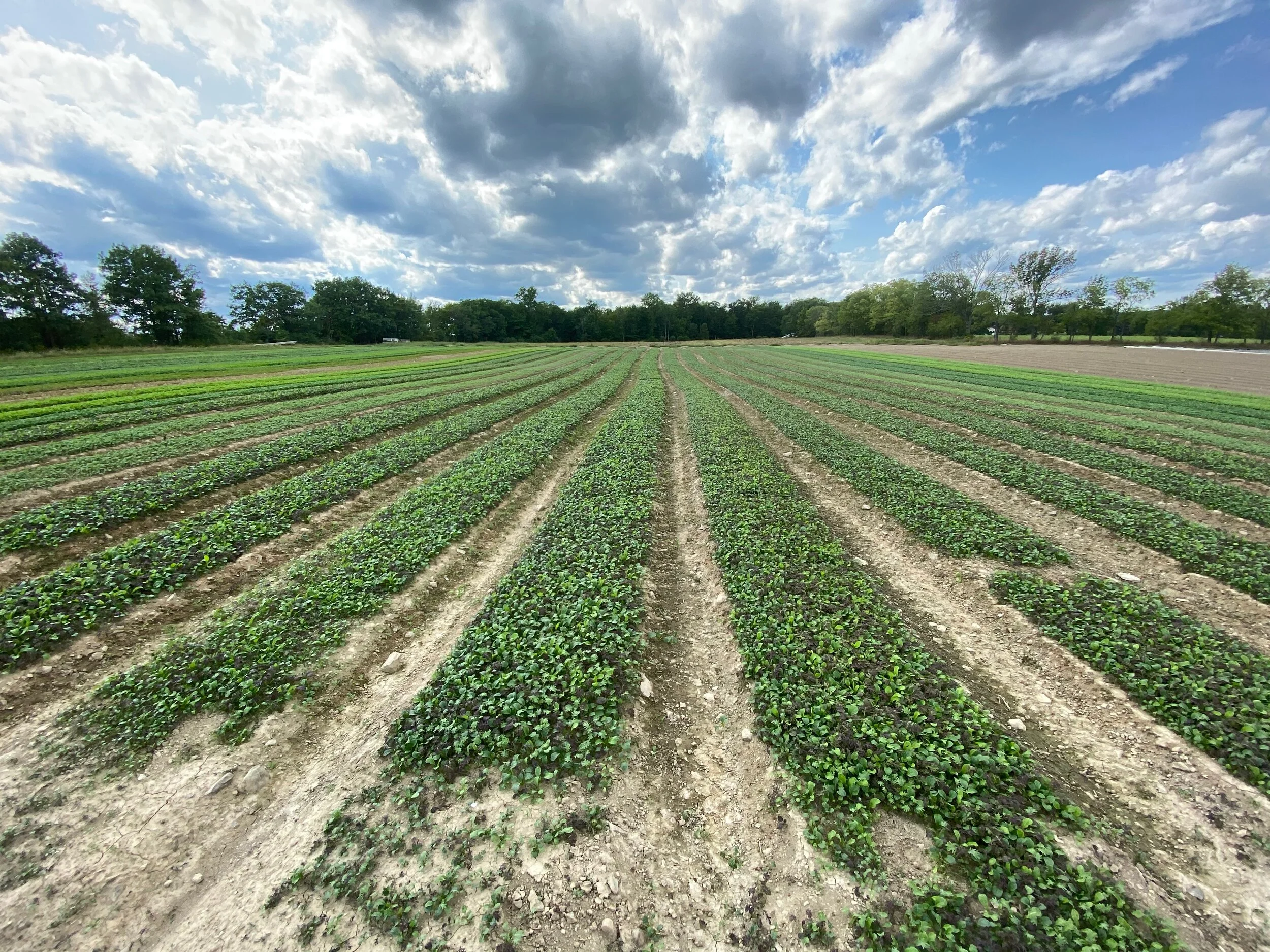 CSA Glossary — Full Plate Farm Collective