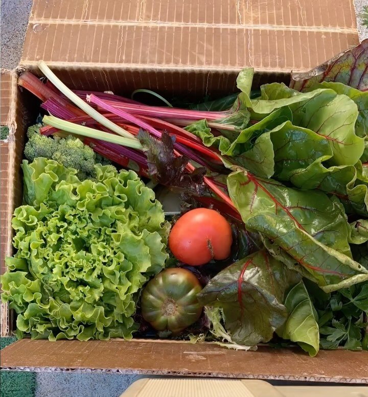 Full Plate Farm Collective