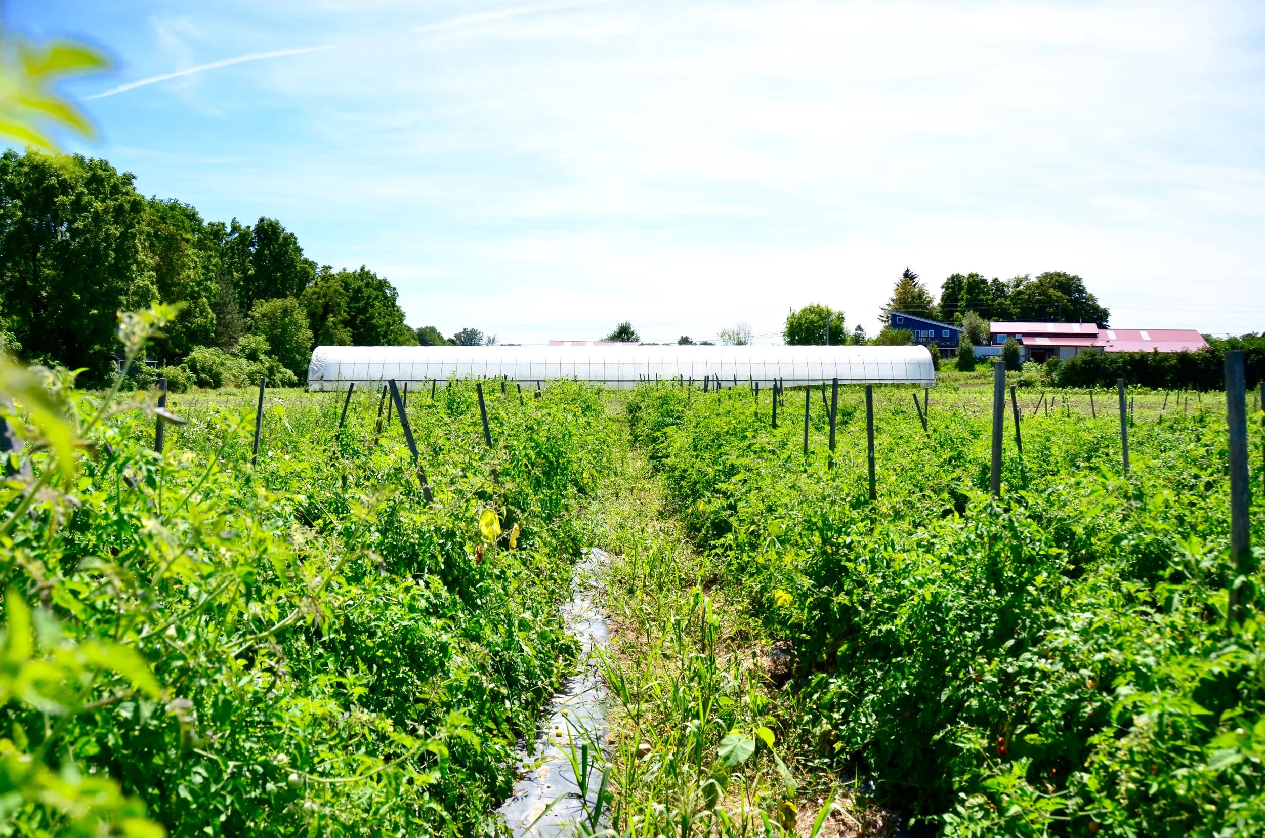 Full Plate Farm Collective