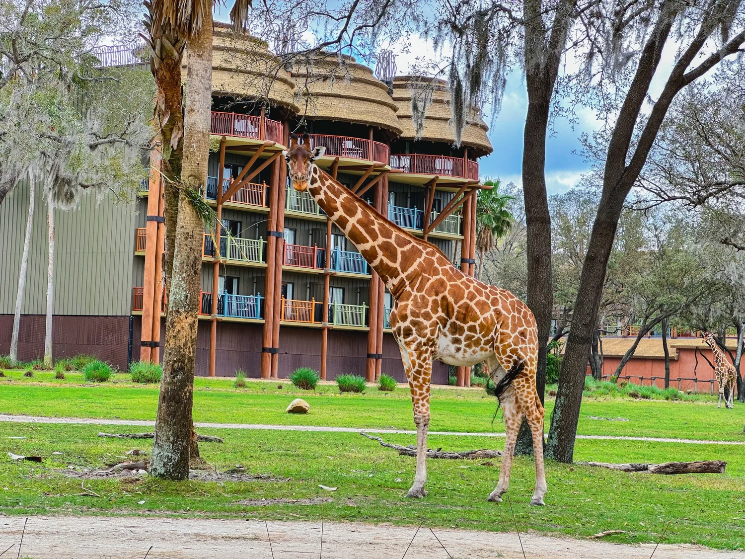 Deluxe Studio Savanna View Room at Disney’s Animal Kingdom Lodge ...