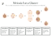 What is Meiosis? — Delta Learning