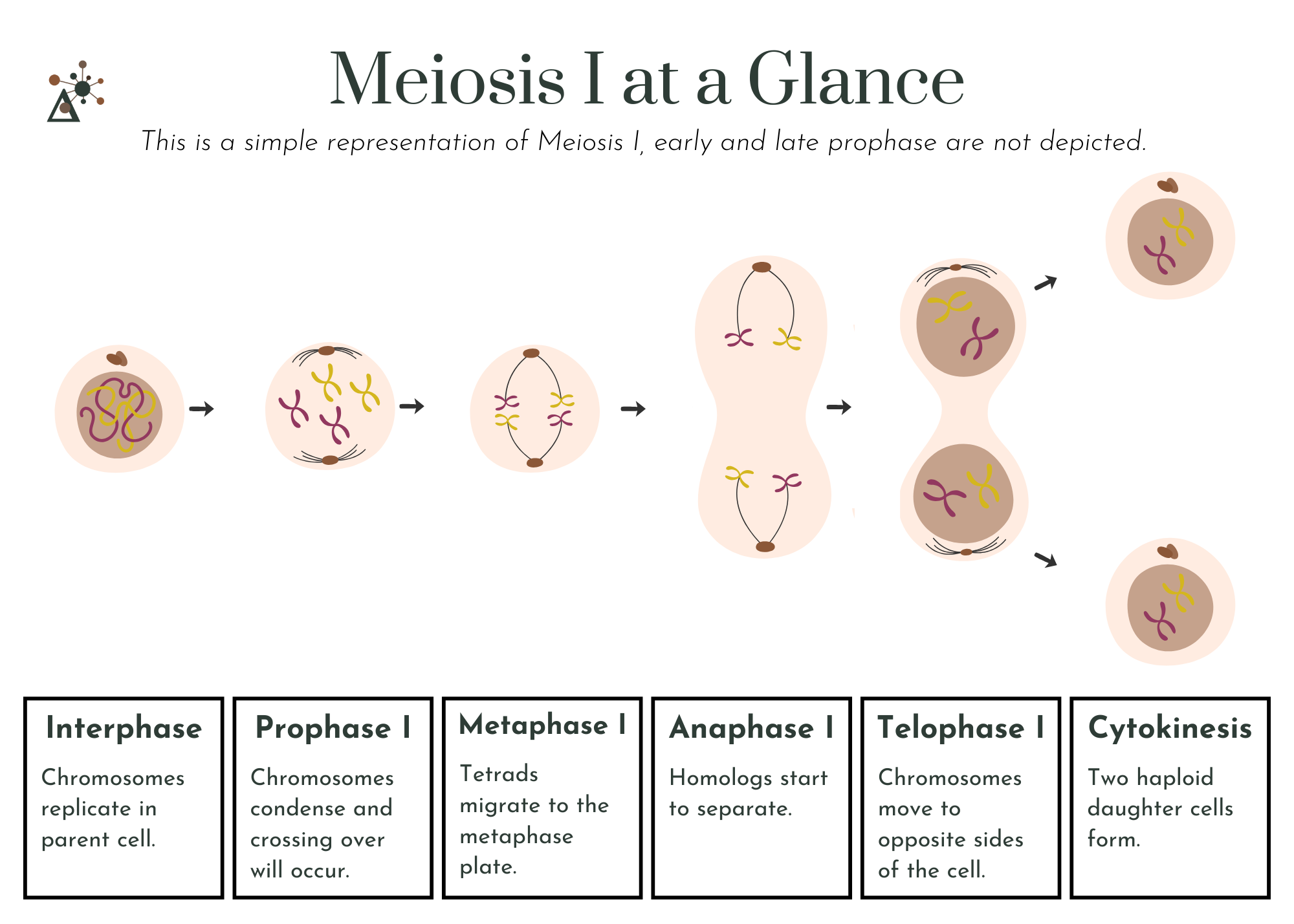 What is Meiosis? — Delta Learning
