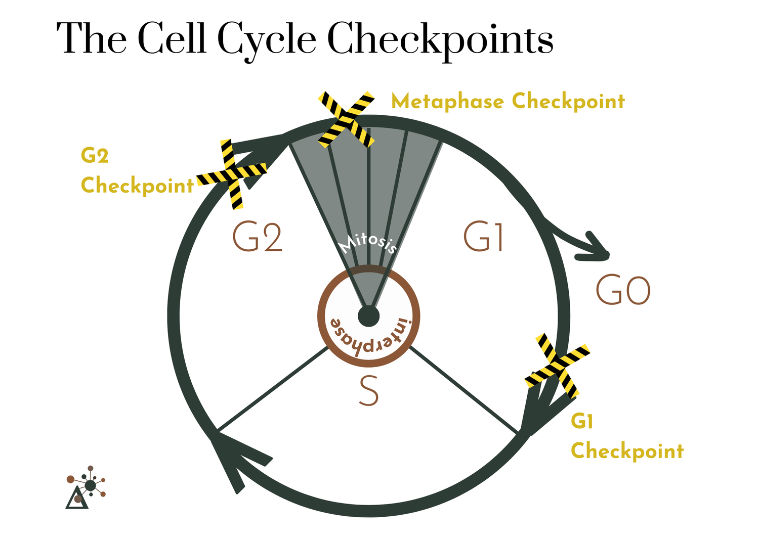 The Cell Cycle Checkpoints — Delta Learning