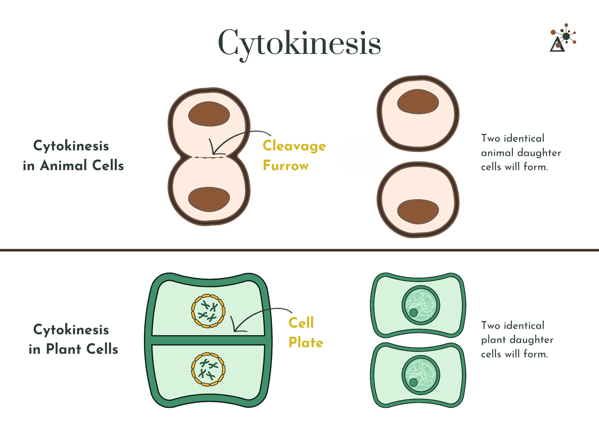What is Mitosis? — Delta Learning