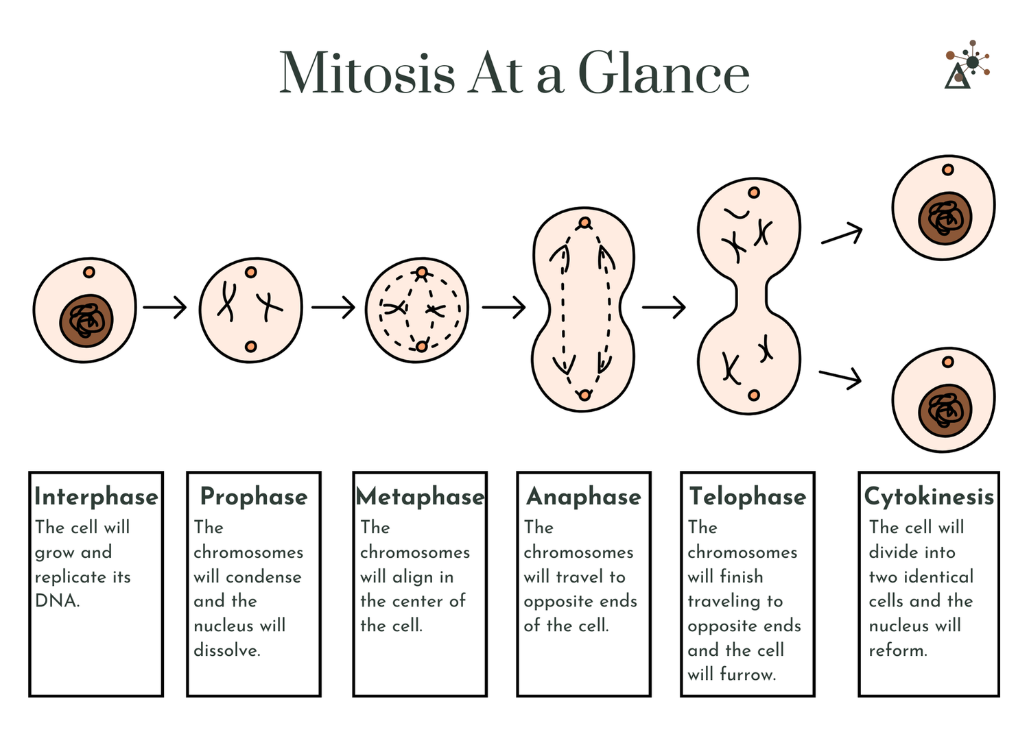 Mitosis Unraveled — Delta Learning