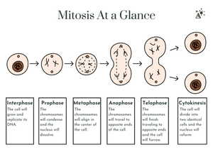 What is Mitosis? — Delta Learning