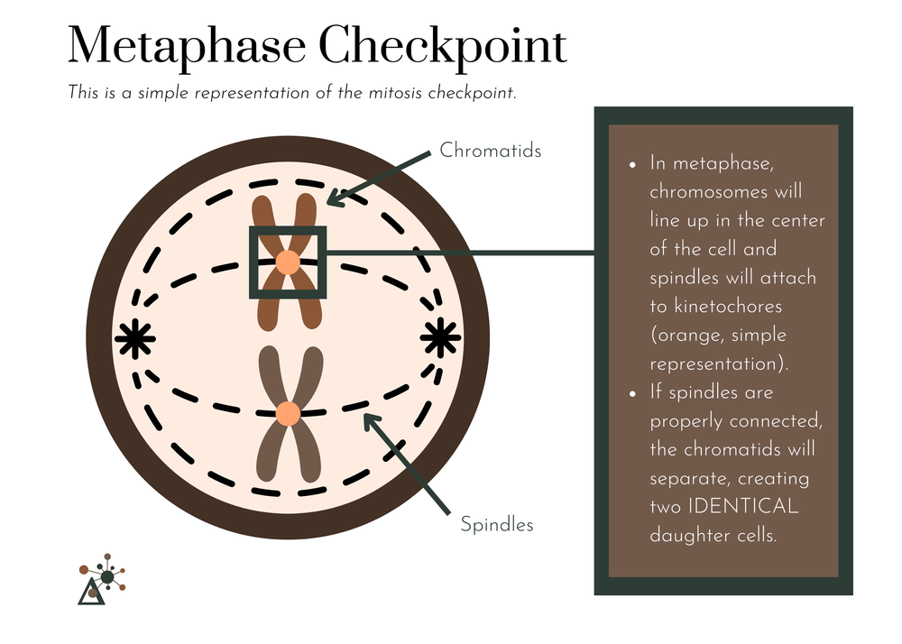 The Cell Cycle Checkpoints — Delta Learning
