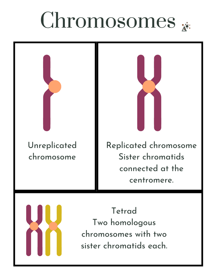 What is Meiosis? — Delta Learning