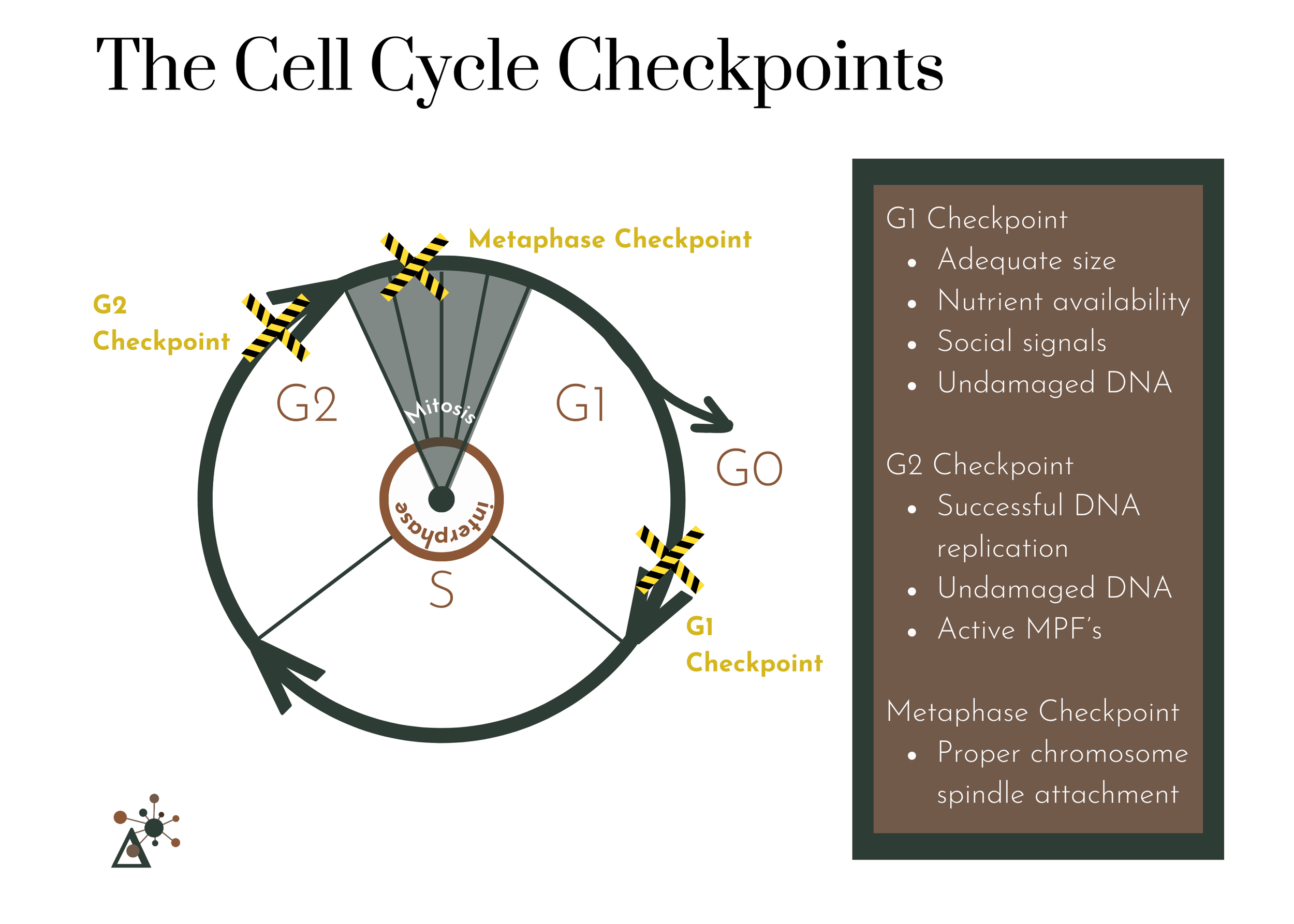 The Cell Cycle Checkpoints — Delta Learning