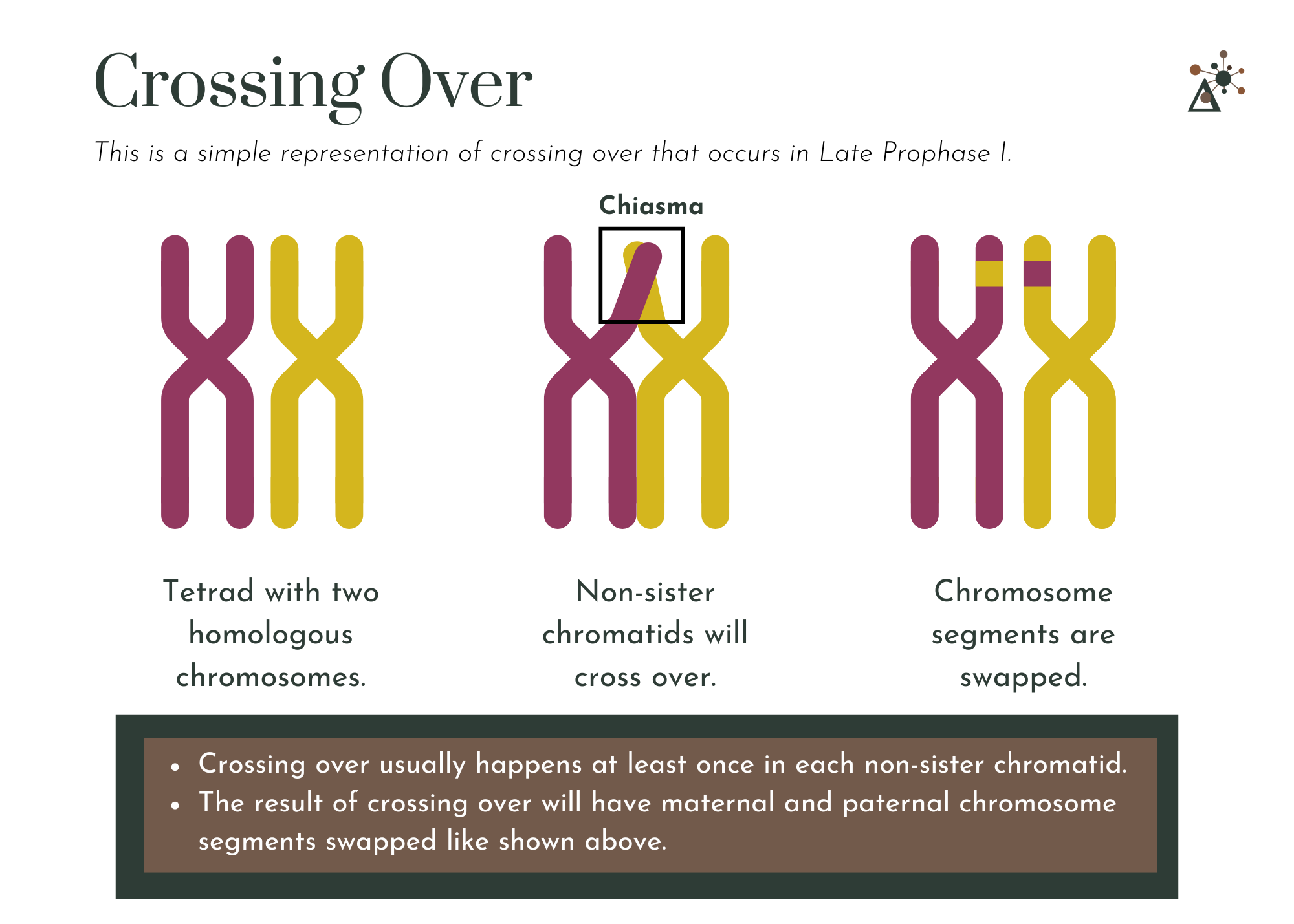 What is Meiosis? — Delta Learning