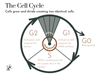 Decoding The Cell Cycle — Delta Learning