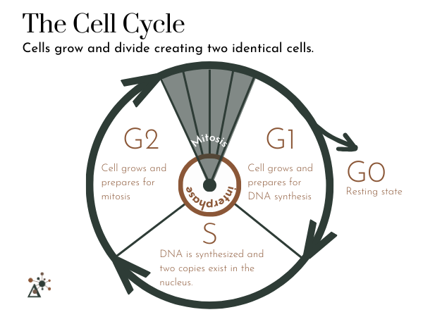 Decoding The Cell Cycle — Delta Learning