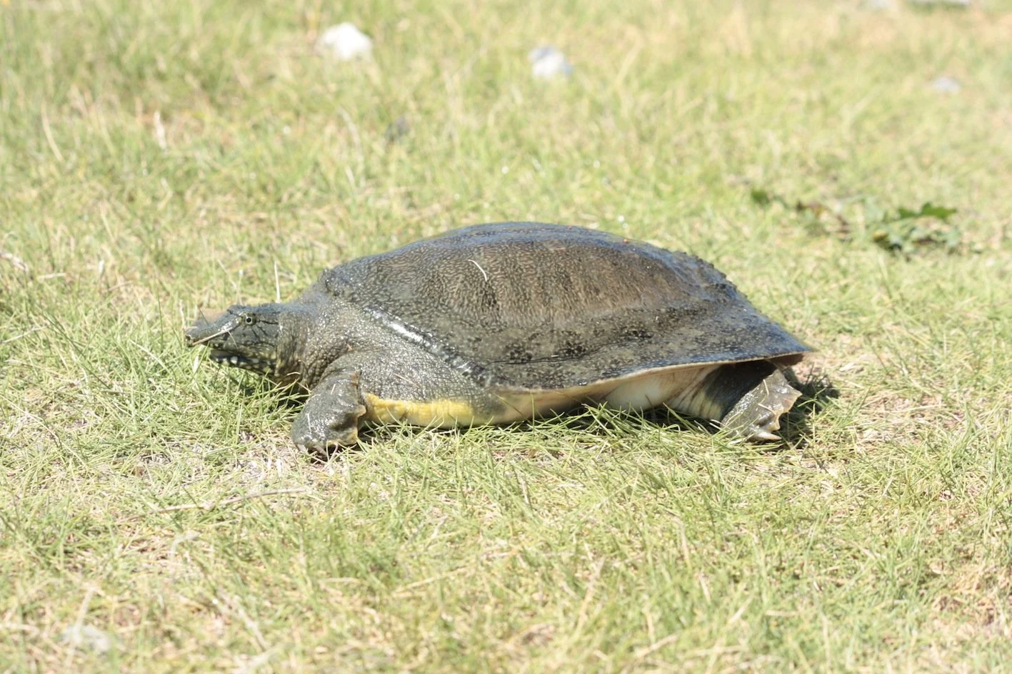 Key Ingredients Softshell Turtle | YAZUYA - Dietary Supplement Company ...