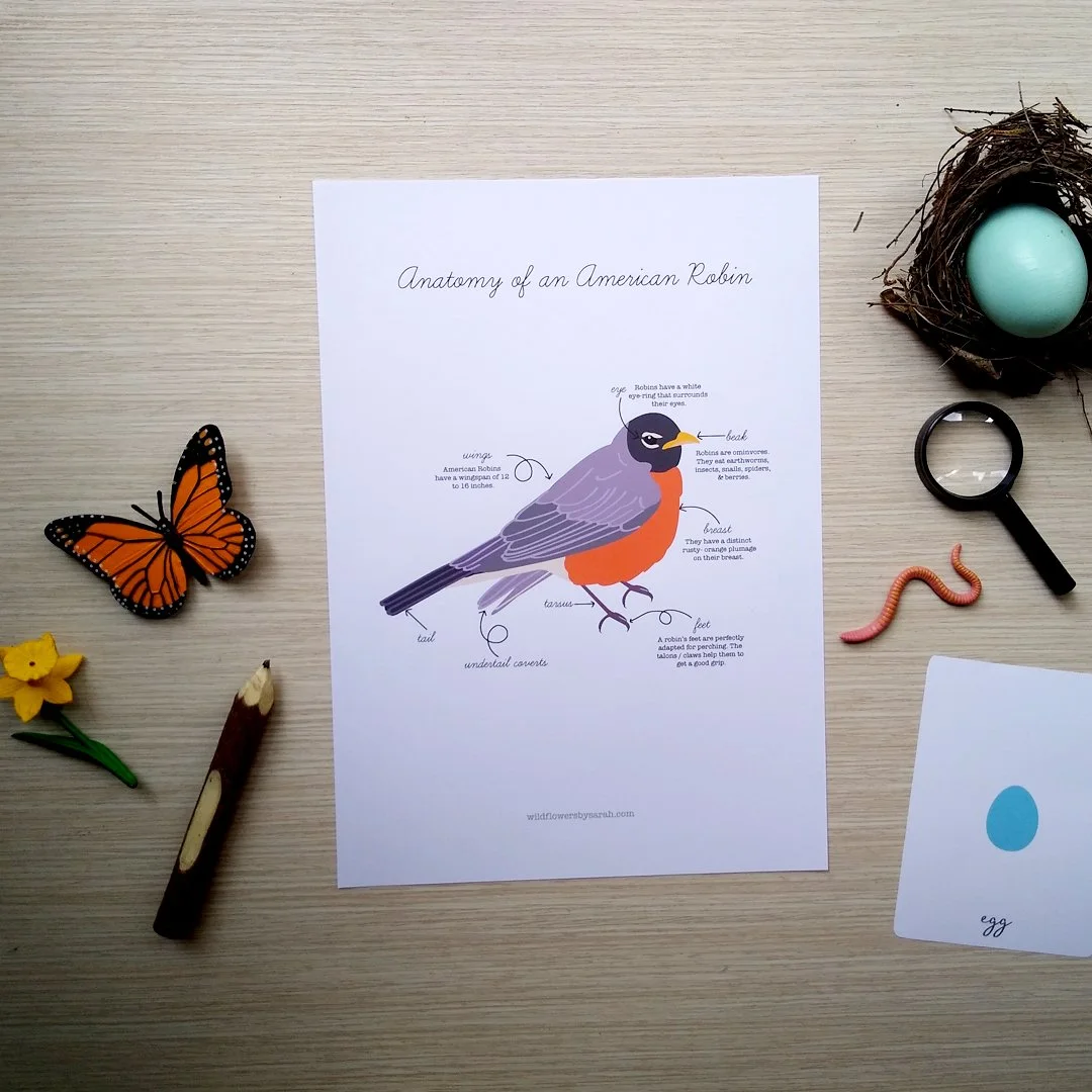 Moon Nature Unit Study — Wildflowers