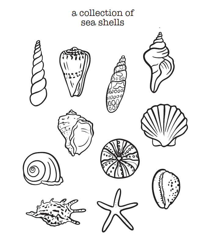 Sea Shells Coloring Page Printable Sketch Coloring Page
