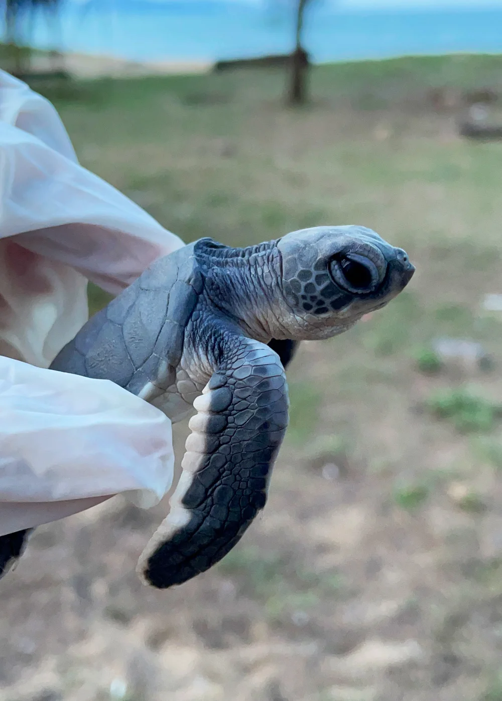 Baby Sea Turtles — Wildflowers