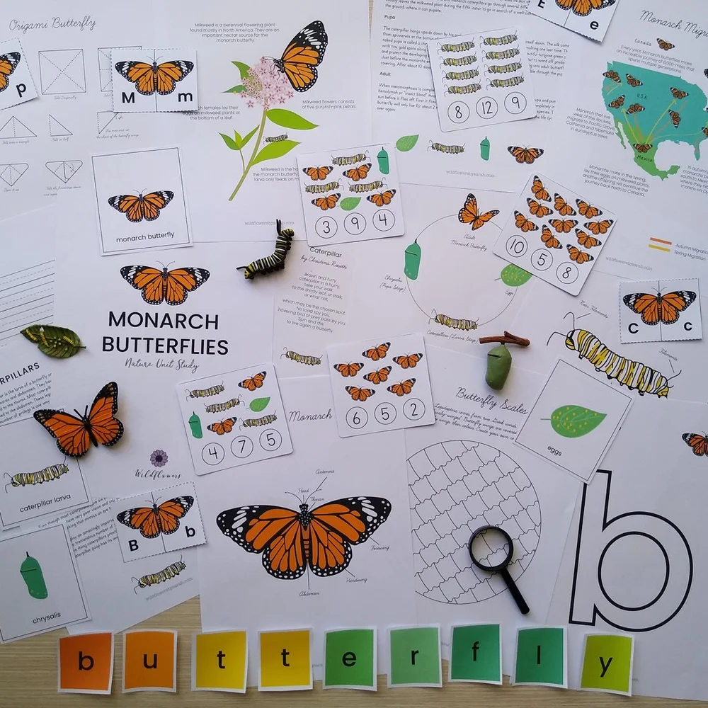 From Caterpillar to Butterfly — Wildflowers