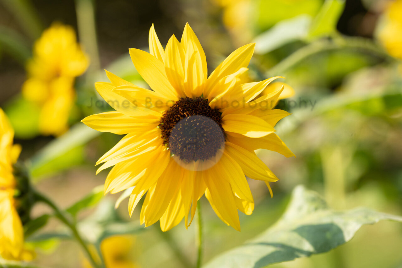 Closer — James Beaton Photography